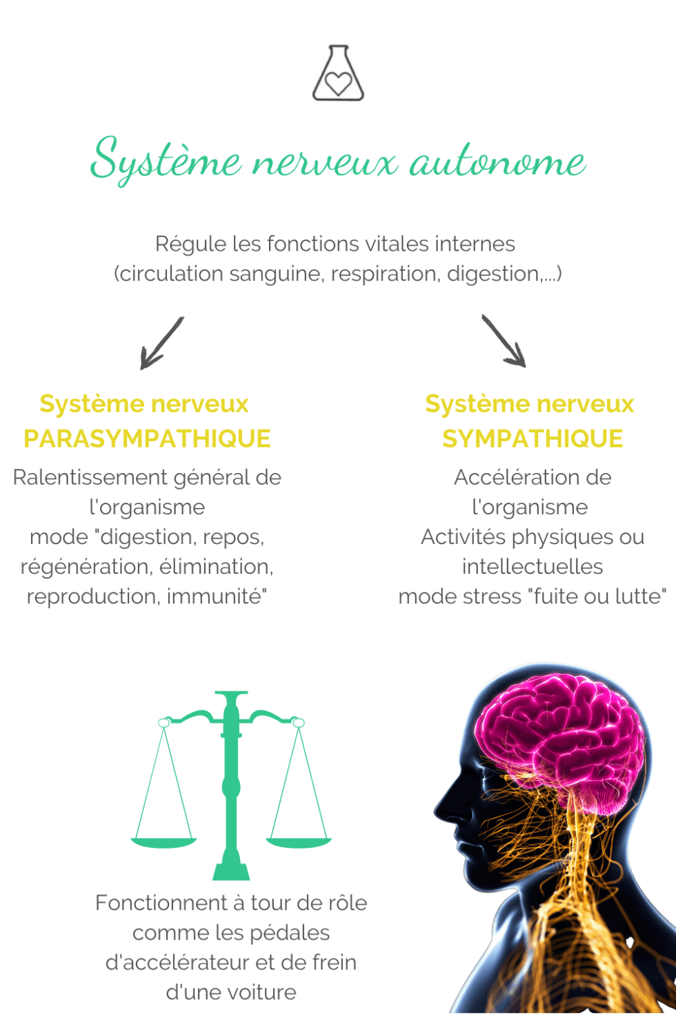 Le stress, c’est quoi ? Ça fonctionne comment? - Le laboratoire du prana